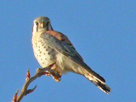 Birds of Prey - nwnature.net