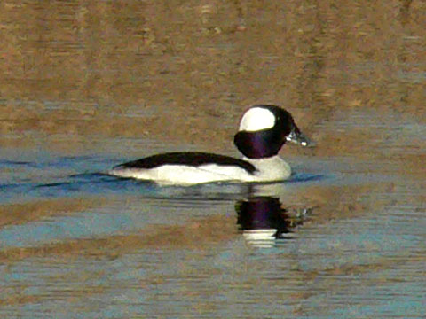Waterfowl - nwnature.net