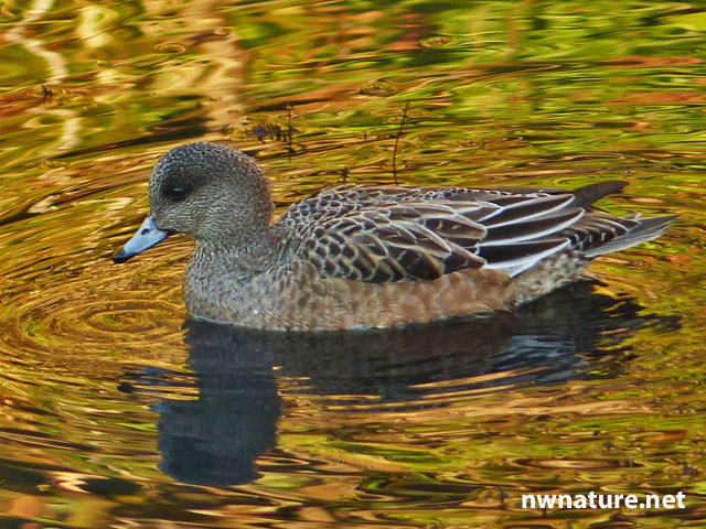 Waterfowl - nwnature.net