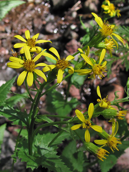 Mt. Rainier Natl. Park - nwnature.net