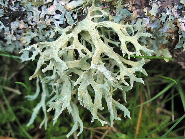 lichen gallery - nwnature.net