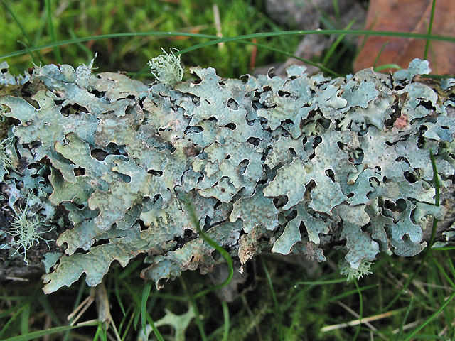 lichen gallery - nwnature.net