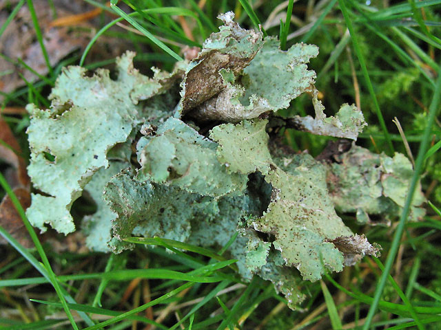 lichen gallery - nwnature.net