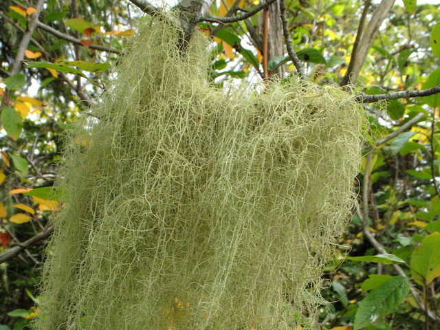 lichen gallery - nwnature.net