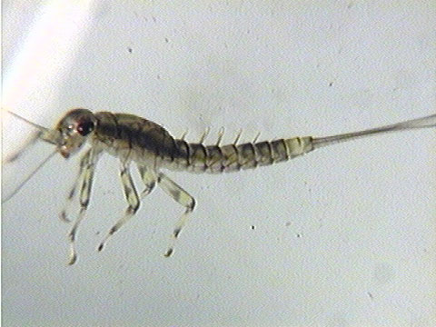 minnow mayfly