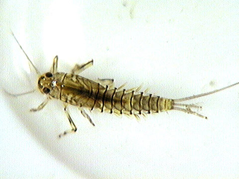 minnow mayfly