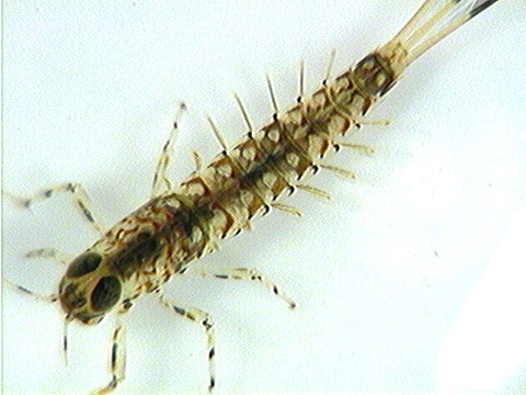 minnow mayfly