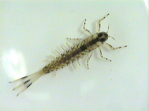 minnow mayfly