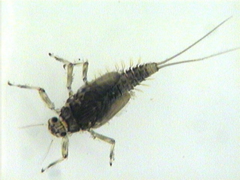 minnow mayfly