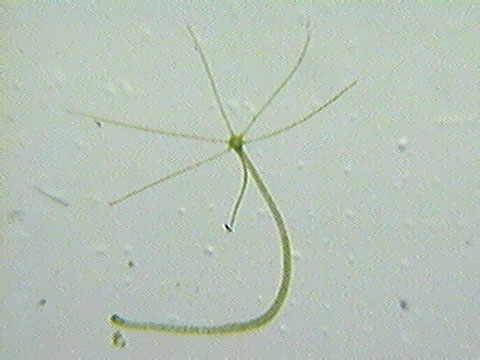 nwnature.net - hydra