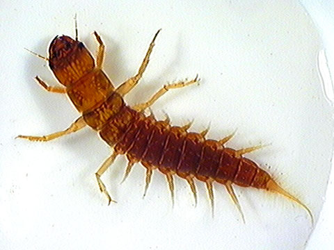 nwnature.net - alderfly & hellgrammite