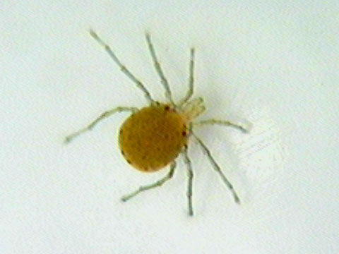 nwnature.net - water mites