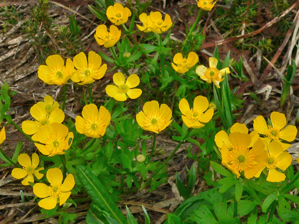 Mt. Rainier Natl. Park - nwnature.net
