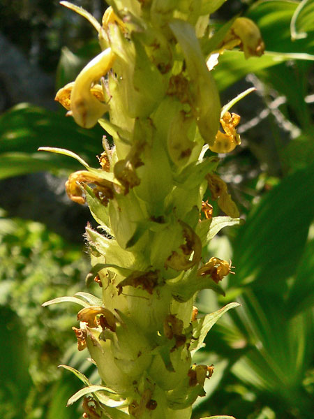 Mt. Rainier Natl. Park - nwnature.net
