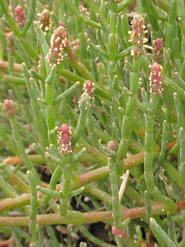 flowers - nwnature.net