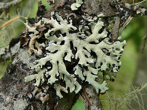 lichen gallery - nwnature.net