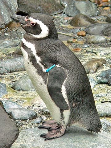 Pt. Defiance Zoo - nwnature.net